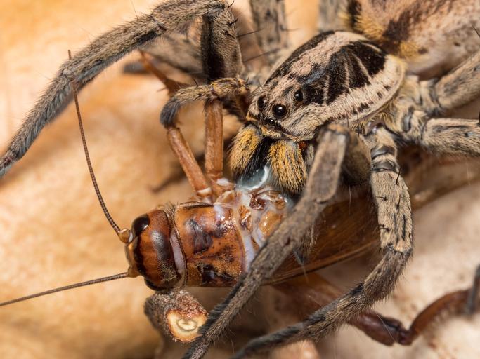 What Do House Spiders Eat? - Types of Spiders and Their Diet
