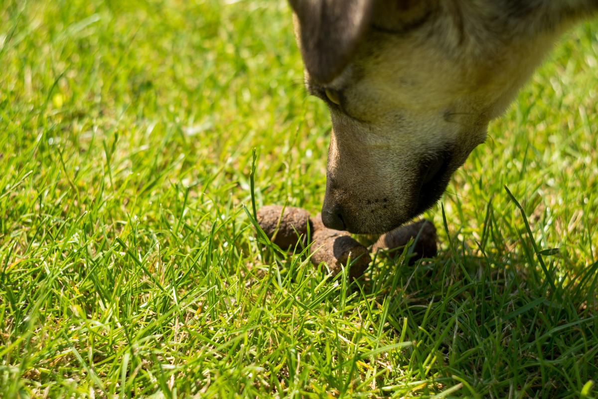 Why Does My Dog Eat Poop? - Dog Coprophagia Causes and Treatment