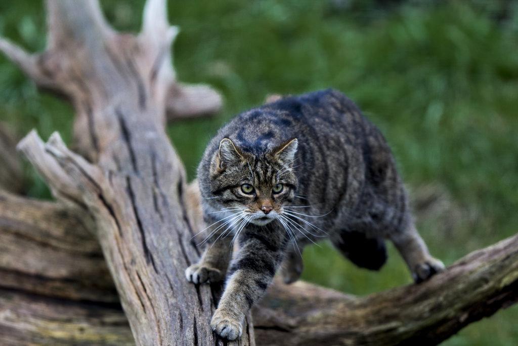 Crepuscular Animals - Examples of Animals Active at Twilight
