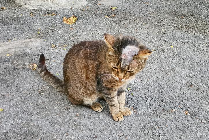 Autoimmune Skin Disease in Cats - Pemphigus in Cats