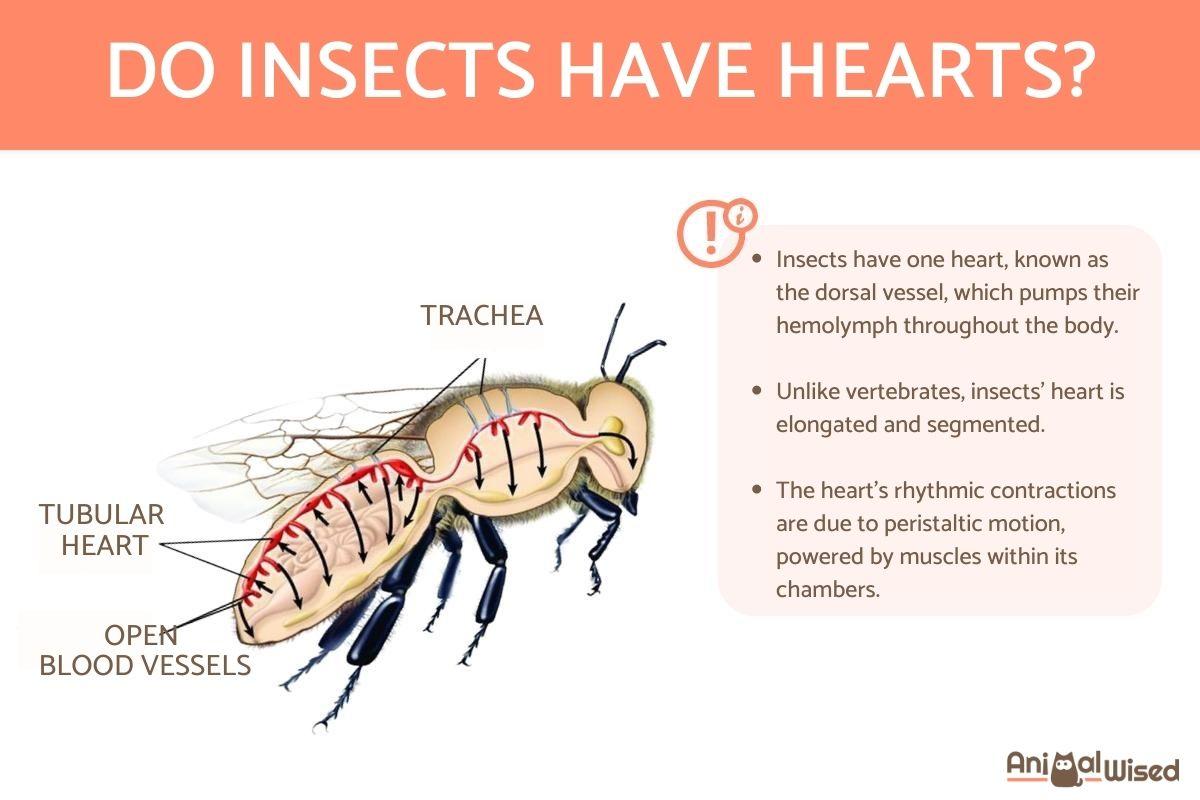 Do Insects Have Hearts? - Exploring Their Circulatory System