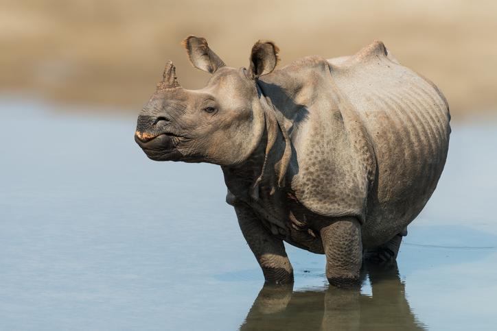 Different Types of Rhino Species - List of Rhinoceros Species With Photos