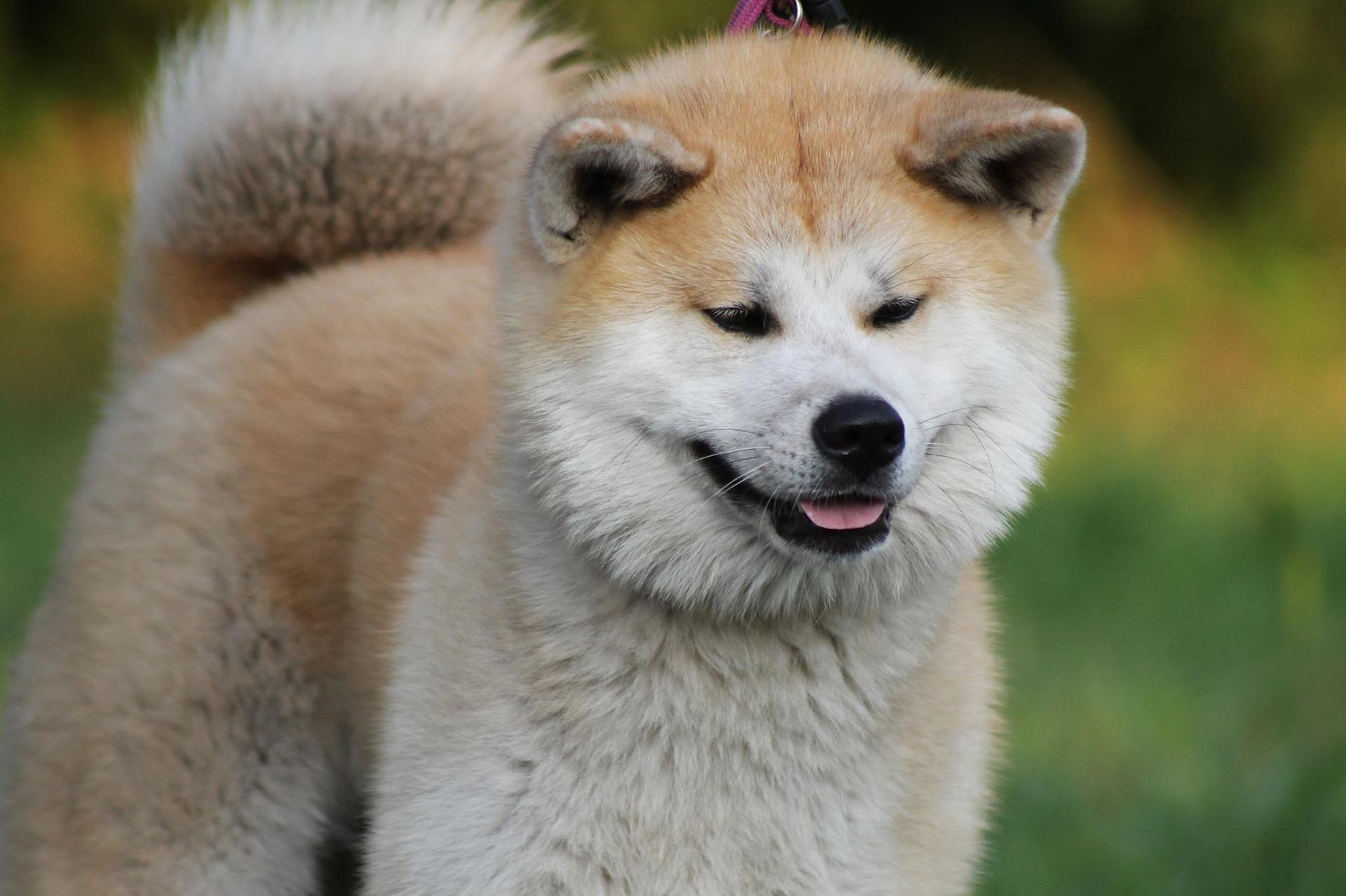 Types of Akita Dog Breeds - Akita Type Dog Characteristics With Photos