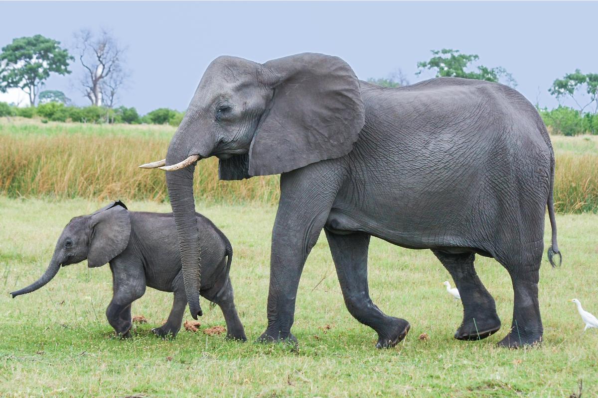 Do Elephants Have Good Memory? - Why Elephants Never Forget