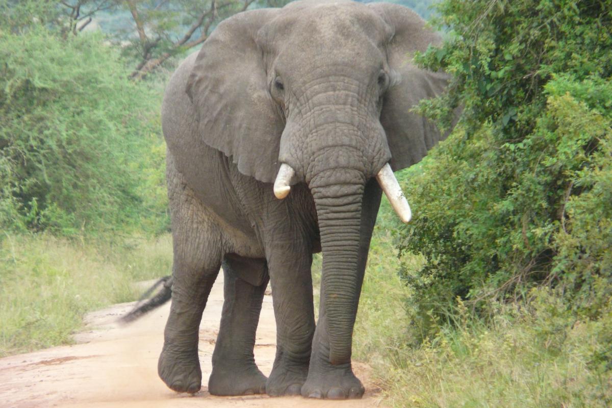 Do Elephants Have Good Memory? - Why Elephants Never Forget