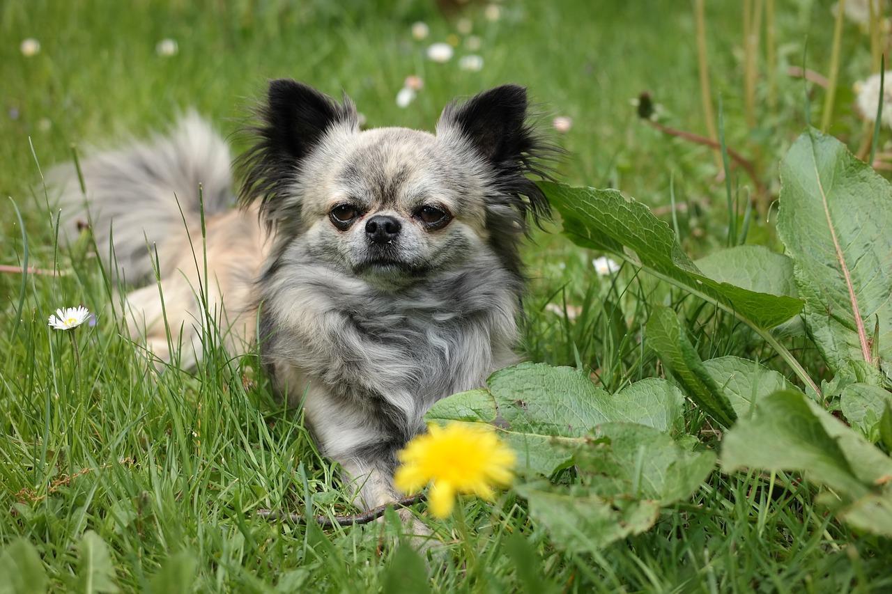 Long Names for Dogs