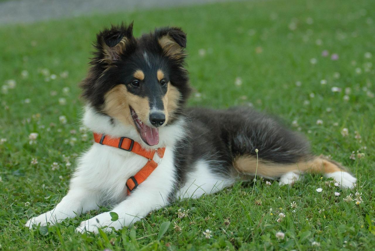 Long Names for Dogs