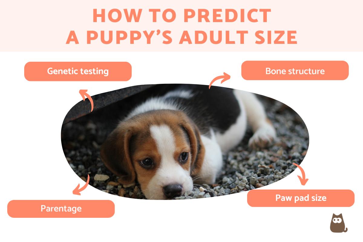 How to Predict a Dog's Size When They Are Mixed Breed - When Do They ...