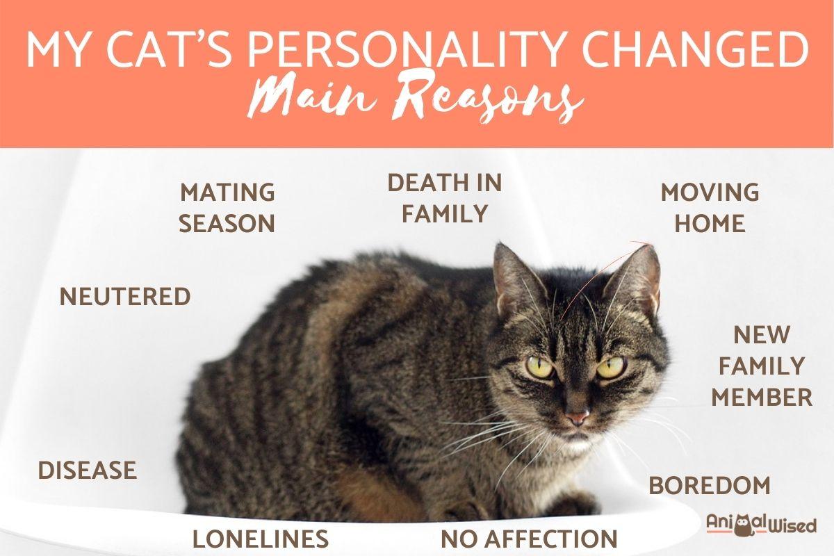 My Cat's Personality Has Changed - Sudden Behavioral Changes