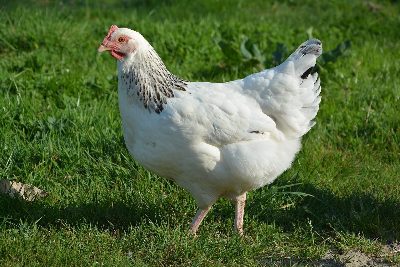 Why Can’t Hens Fly? - How Hens Lost Their Ability to Fly