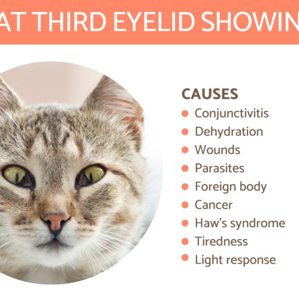 third eyelid covering eye cat