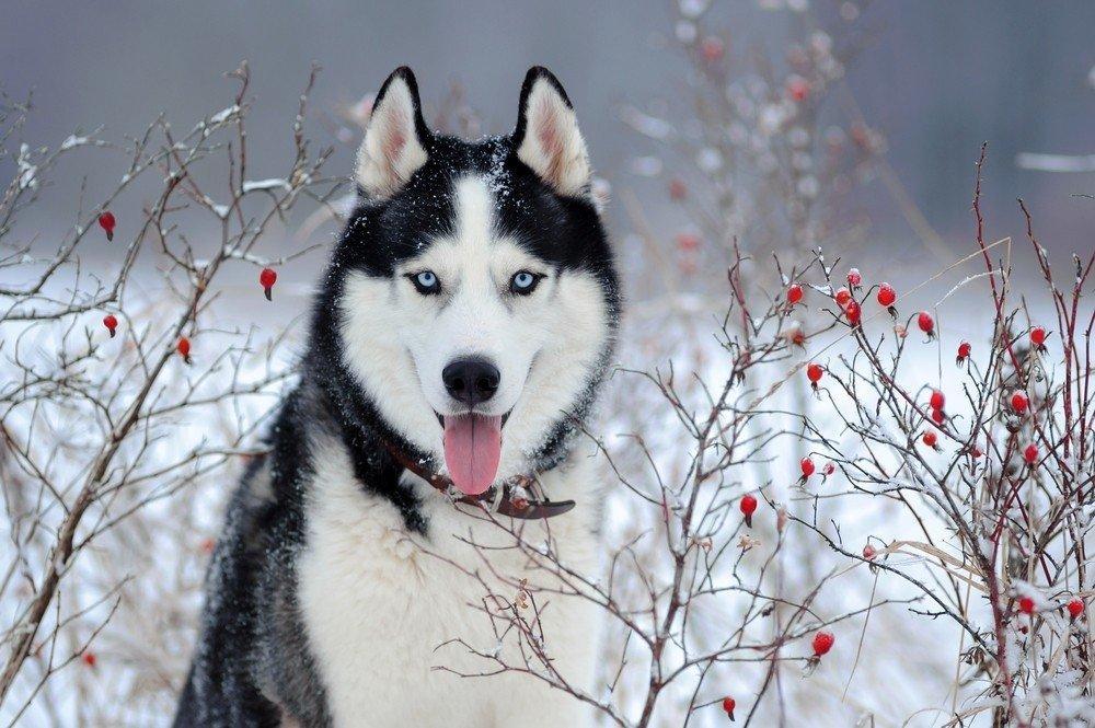 The 10 Most Popular Dog Breeds in the World - With Photos!