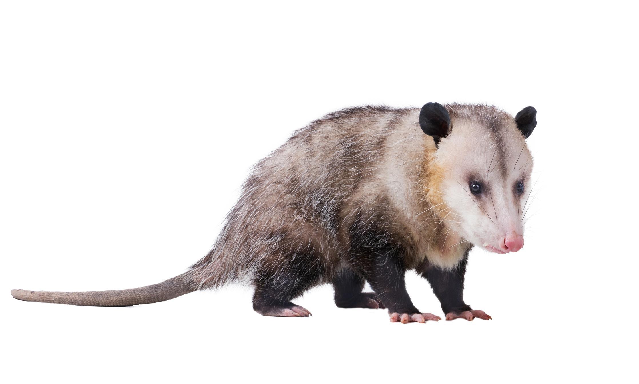 What Kind of Animal Is a Possum? - Facts, Origin and Importance in ...