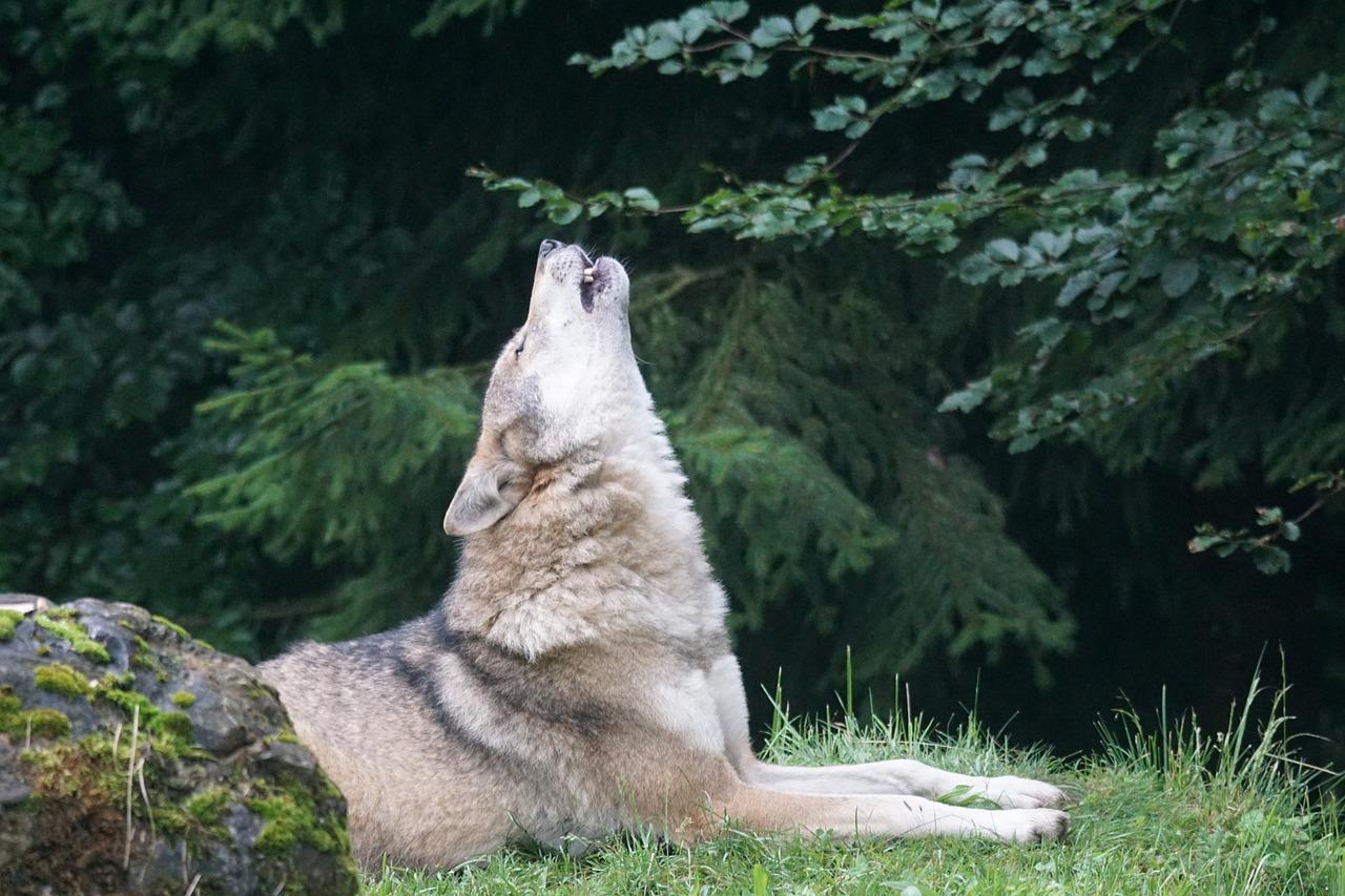 Where do Wolves Live? - Habitat and Distribution