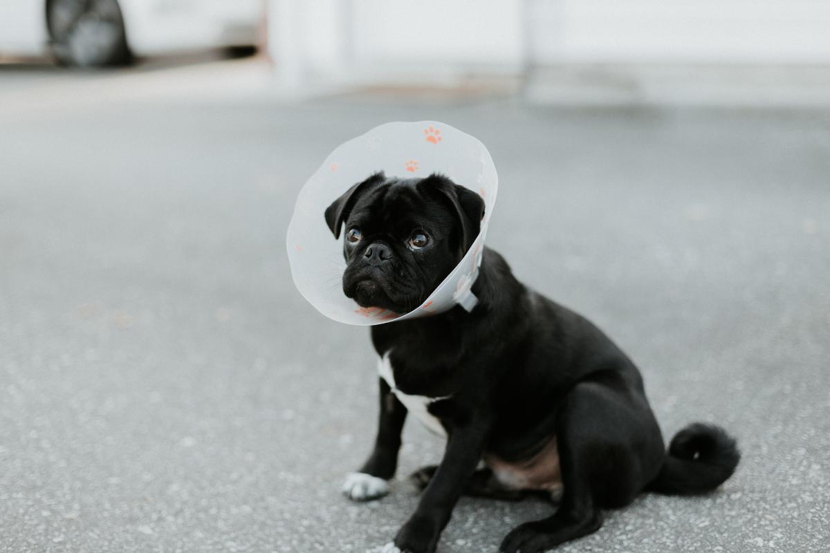 Common Health Problems in Pug Dogs - Pug Dog Breed