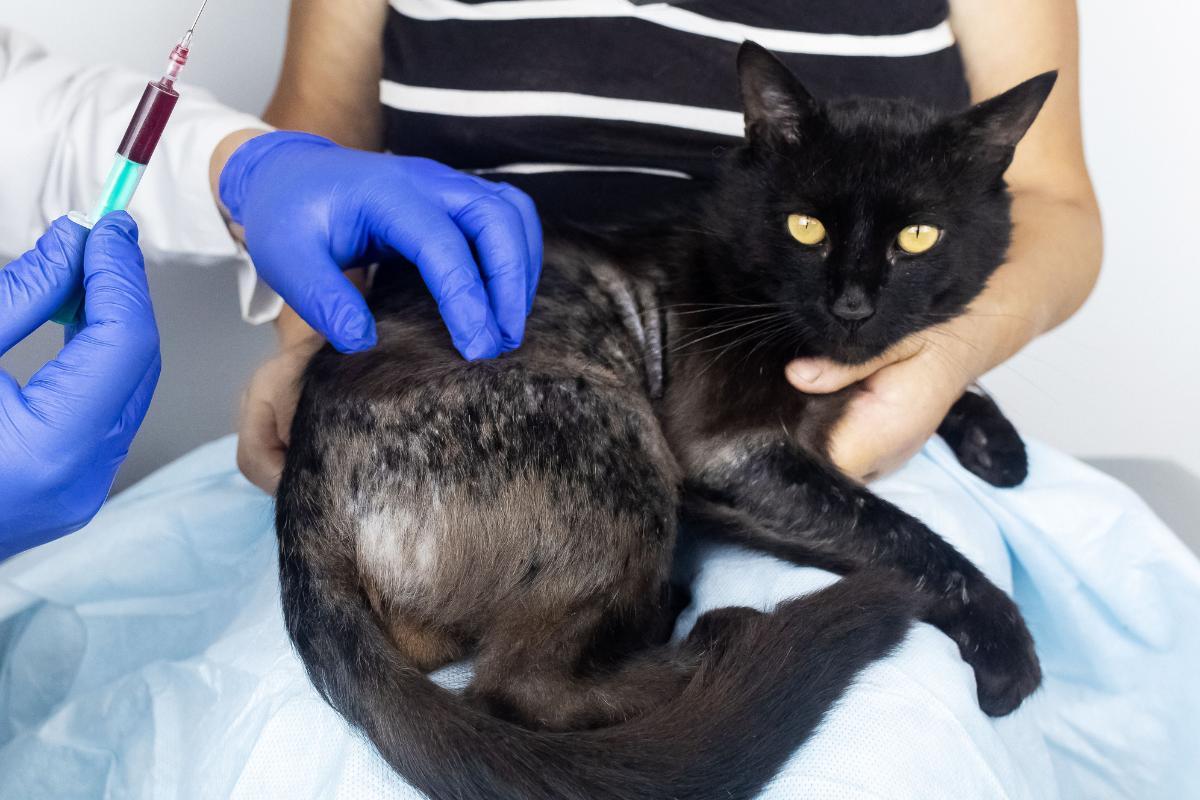 Feline Dermititis - Types, Causes, Treatment and Home Remedies