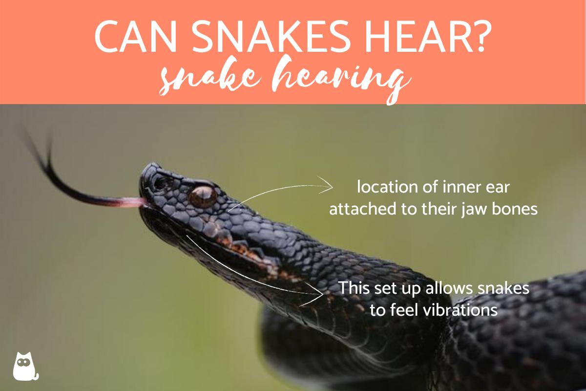 Can Snakes Hear? - Explaining Snake Hearing