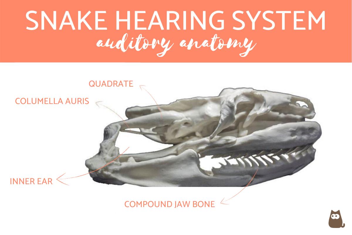 Can Snakes Hear? - Explaining Snake Hearing