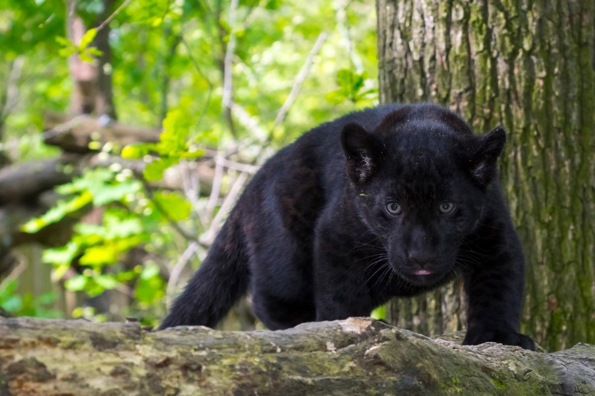 What Animal Is a Black Panther? - Type of Big Cat