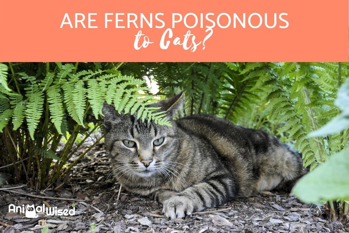 Are Ferns Poisonous to Cats? - The Risks of Ferns and Cats