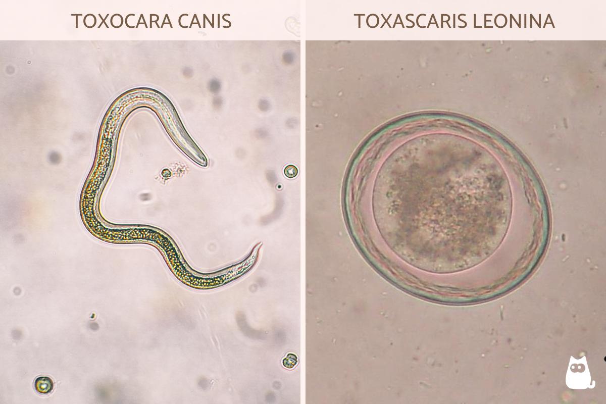 Roundworm in Dogs - Toxocara and Toxascaris Infections Symptoms and ...