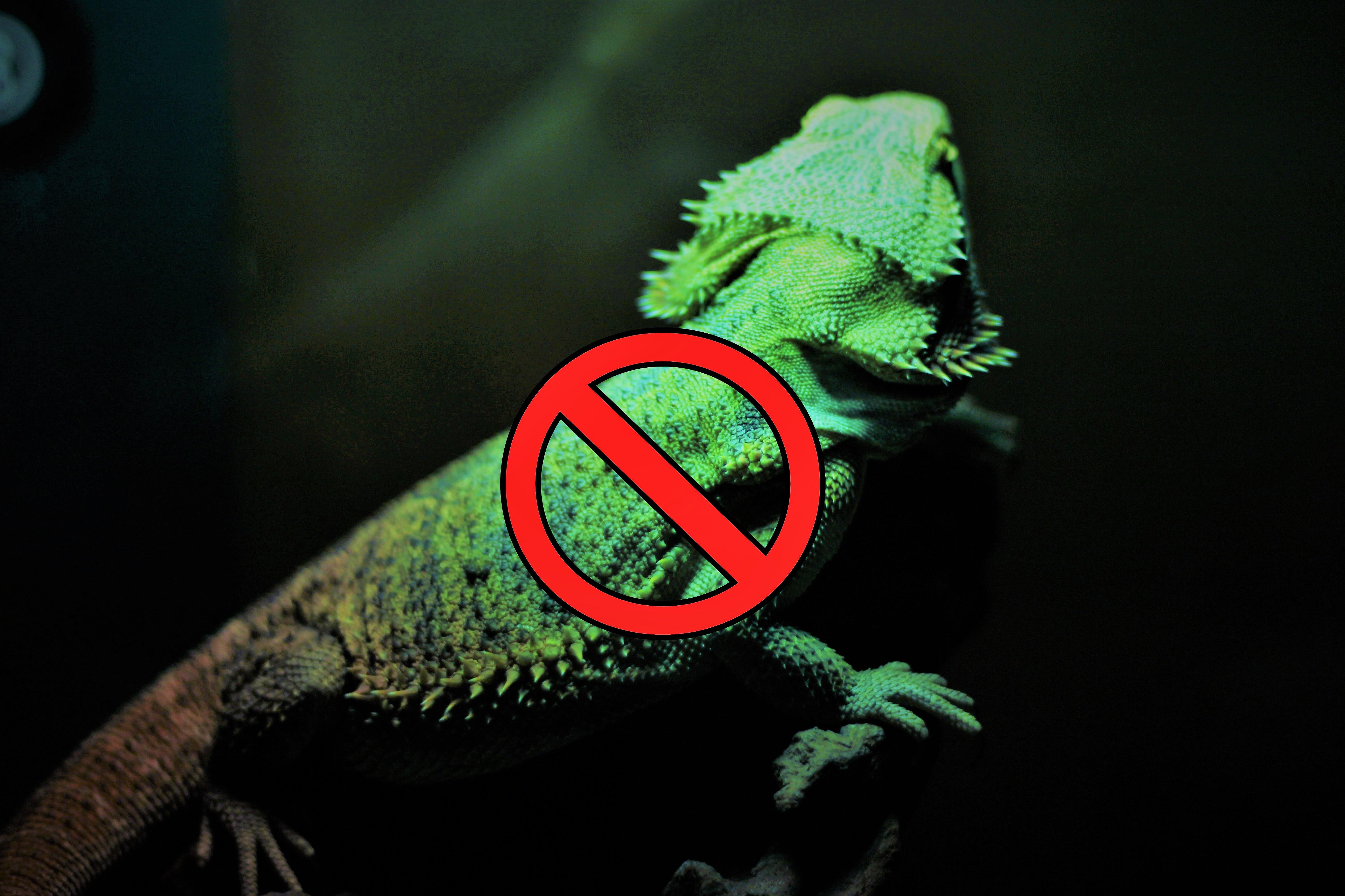 Animals That Shouldn’t Be Pets - 8 Examples