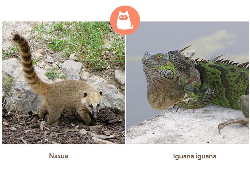 Animals That Shouldn’t Be Pets - 8 Examples