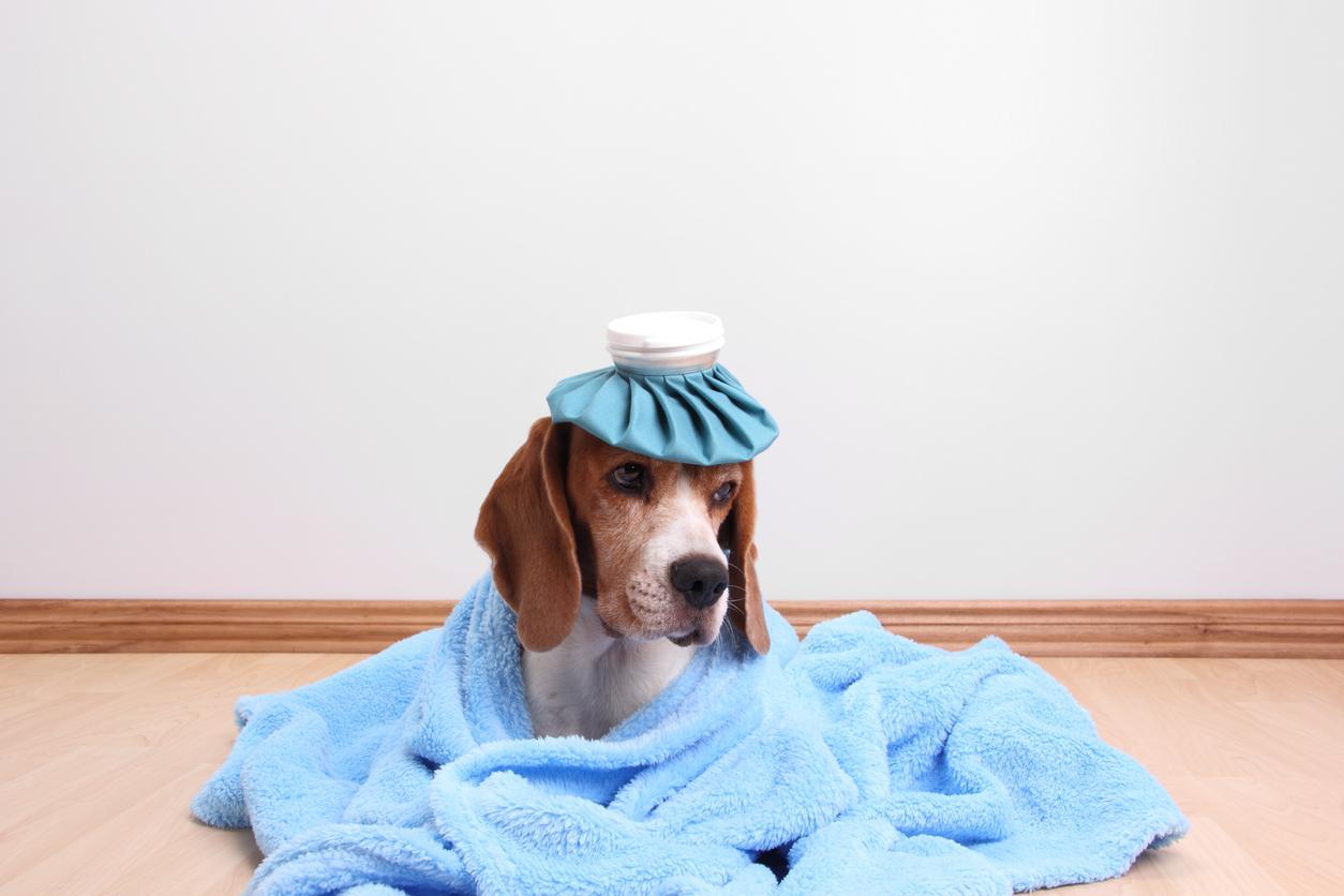 My Dog Keeps Making a Gulping Sound - Causes of Loud Swallowing