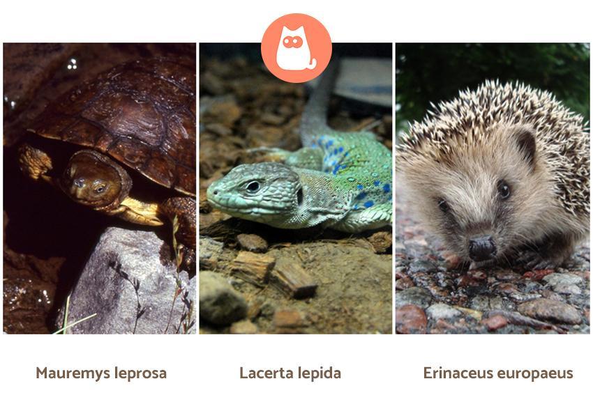 Animals That Shouldn’t Be Pets - 8 Examples