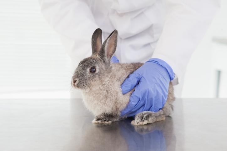 Why Is My Rabbit's Urine Red? - Bleeding and Other Causes
