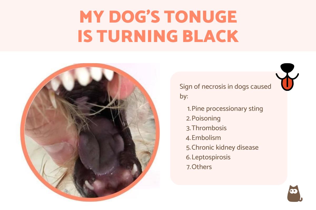 Dry Mouth Burning Tongue Symptoms Dog - Infoupdate.org