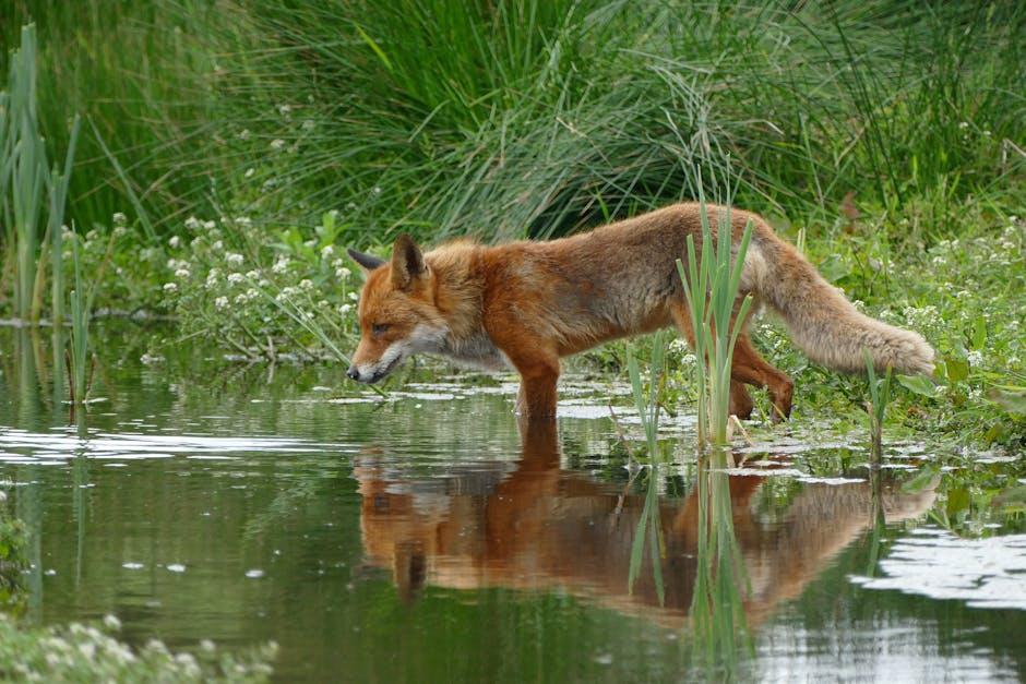 Do Foxes Lay Eggs or Give Birth? - Fox Reproduction