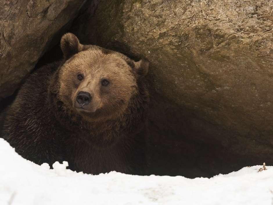How and When Do Bears Hibernate? - Different Types of Bears