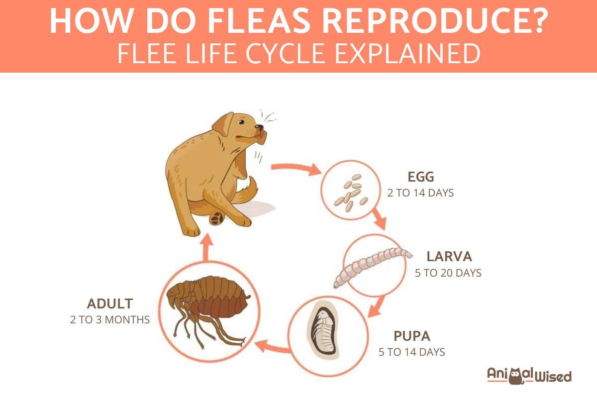 Flea Reproduction & Life Cycle - From Egg to Bite