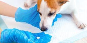Enrofloxacin for Dogs - Dosage, Uses and Side Effects of Baytril
