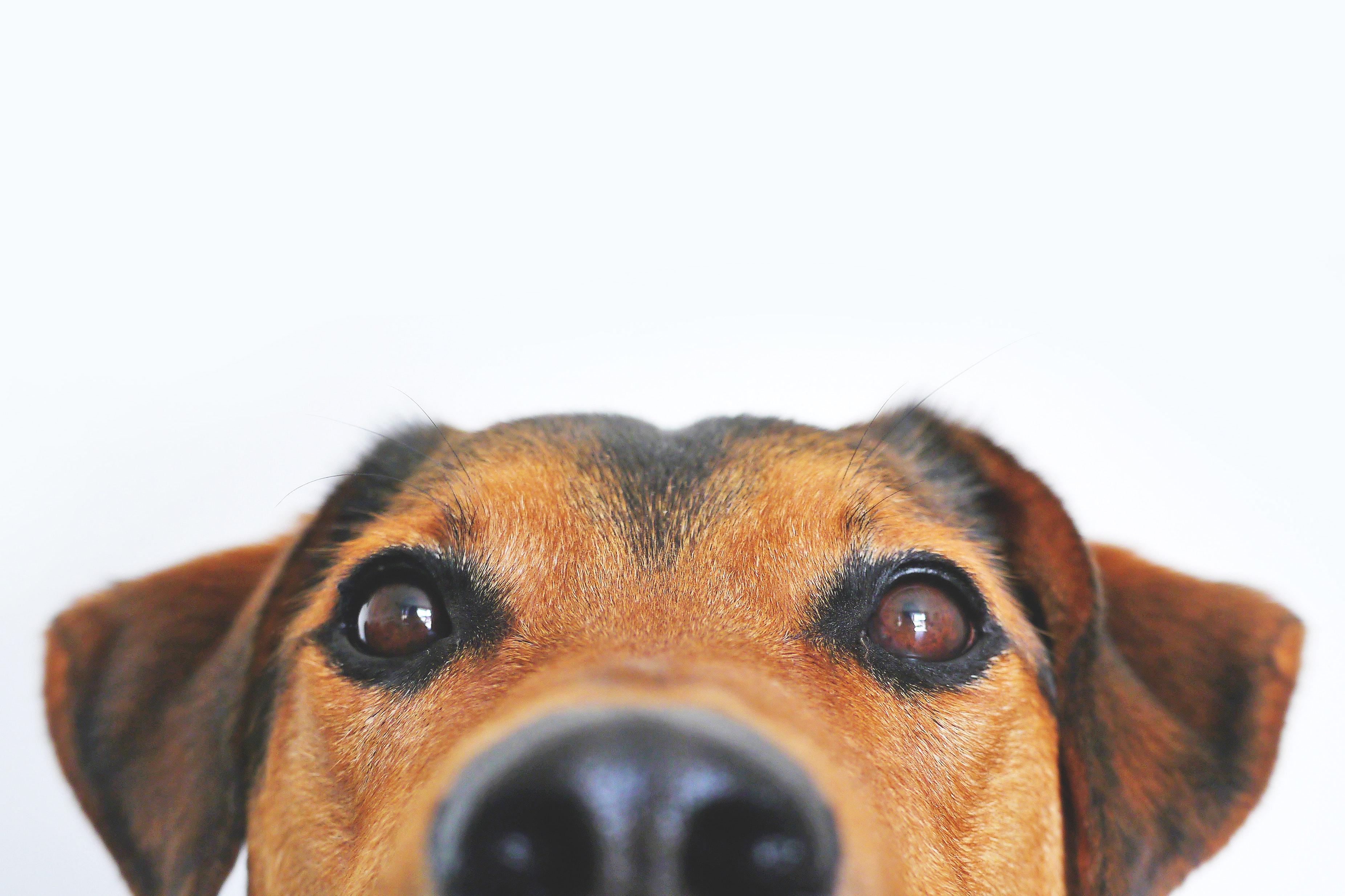 300+ Dog Names Starting with P - Male and Female