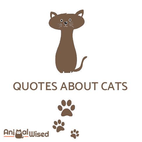65 Cute Quotes About Cats