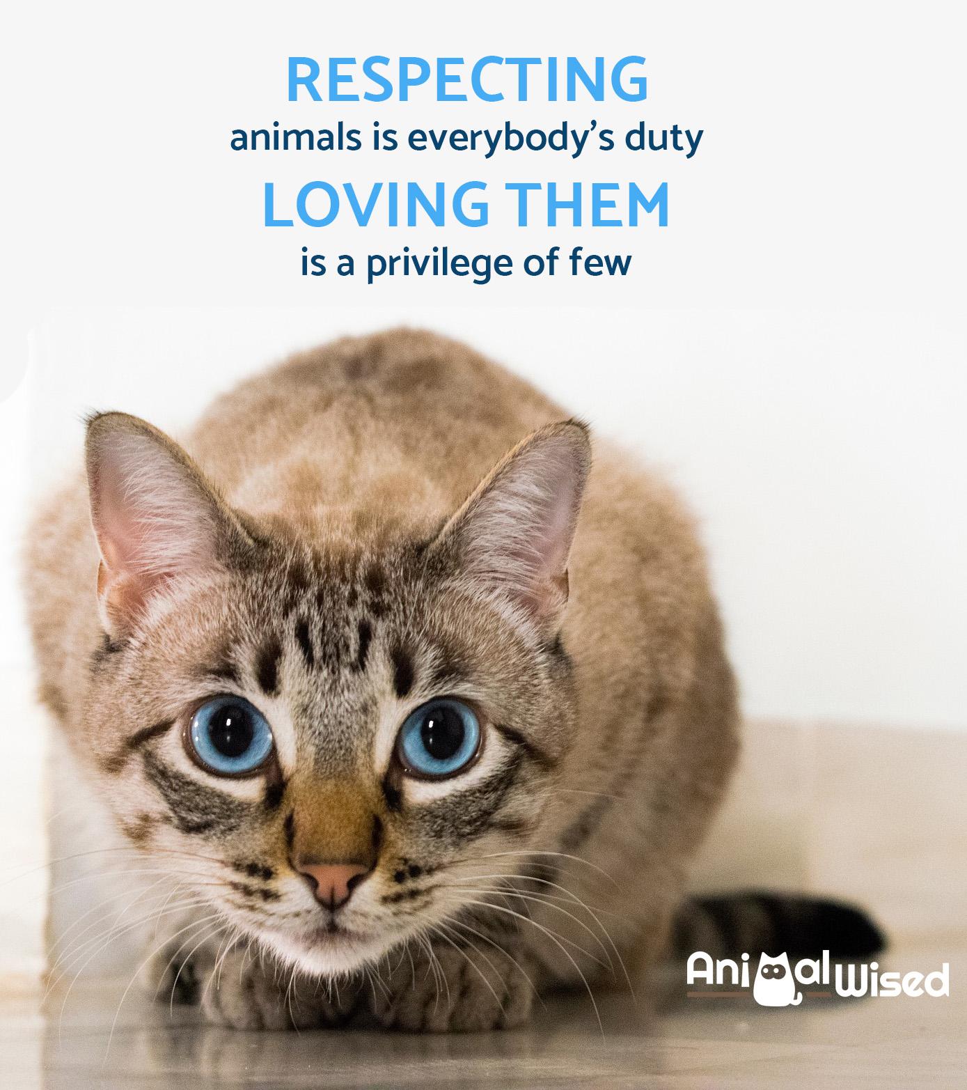 65 Cute Quotes About Cats