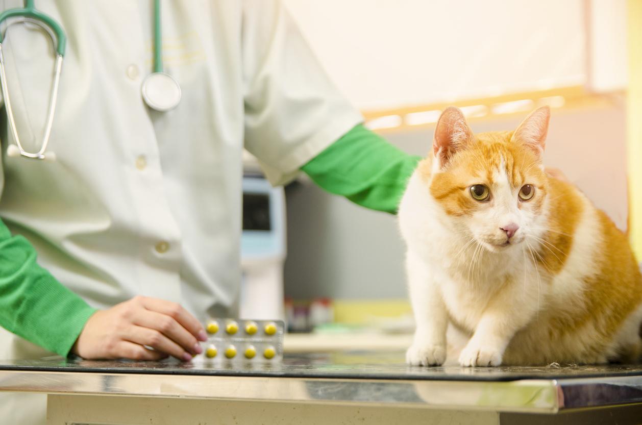 What is Onsior For Cats? - Side Effects, Dosage and What It's Used For