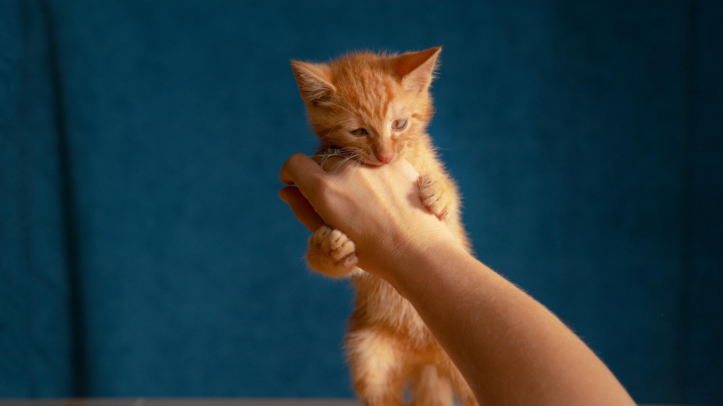 Why Does My Cat Bite Me Gently While Purring? - Causes and Solutions