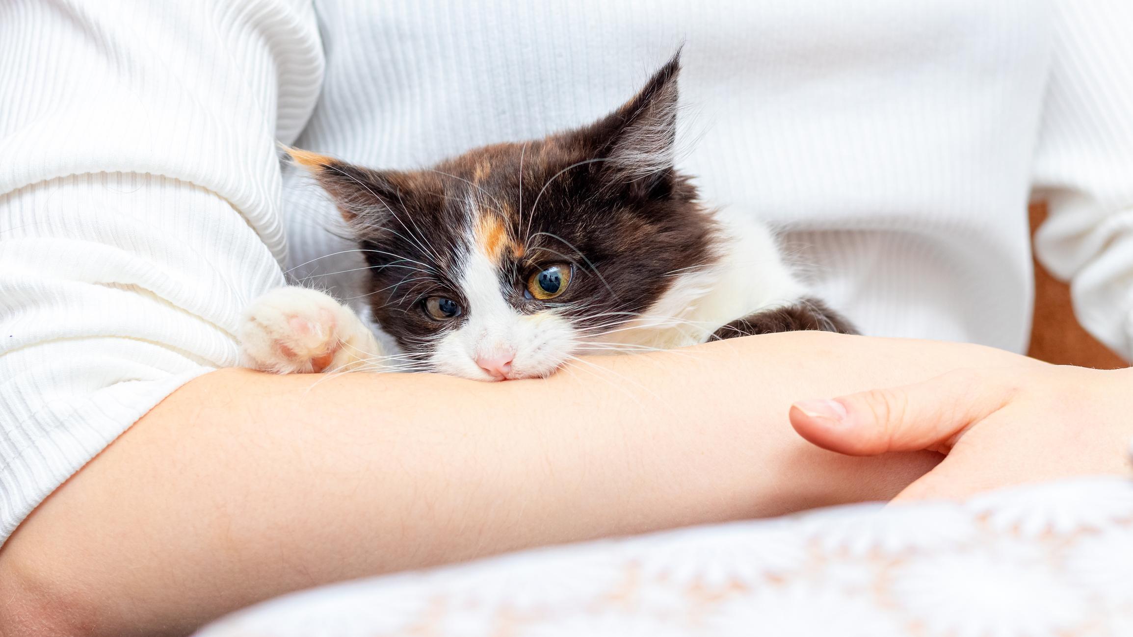Why Does My Cat Bite Me Gently While Purring? - Causes and Solutions