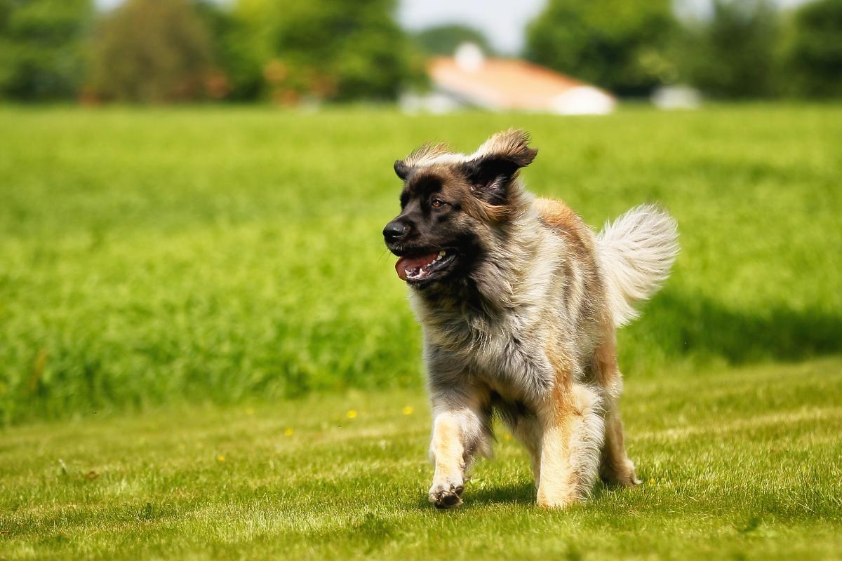 22 Dog Breeds Beginning With L - With Photos