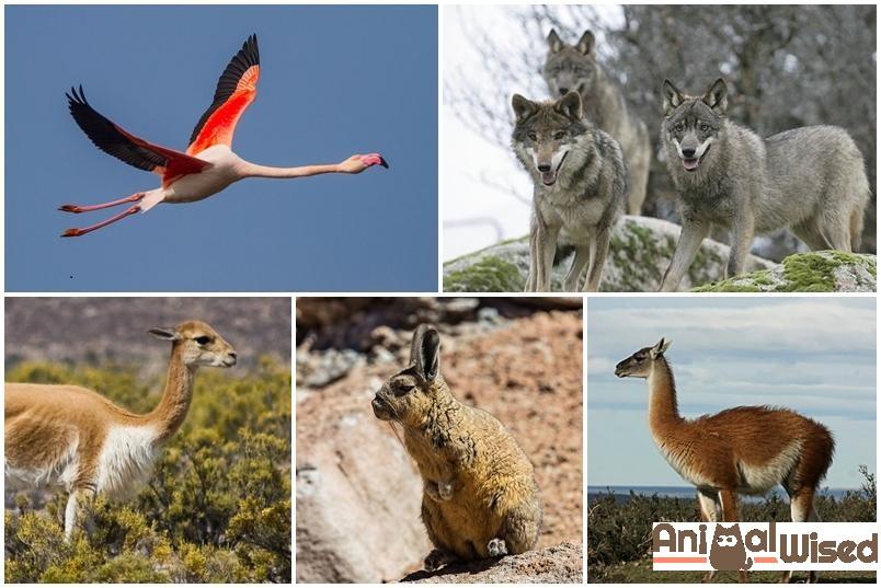 A Complete List Of Desert Animals - Characteristics, Environments and more!