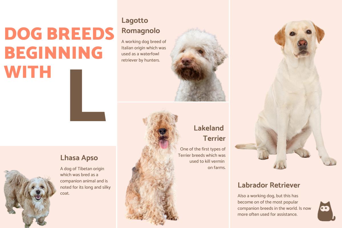 22 Dog Breeds Beginning With L - With Photos