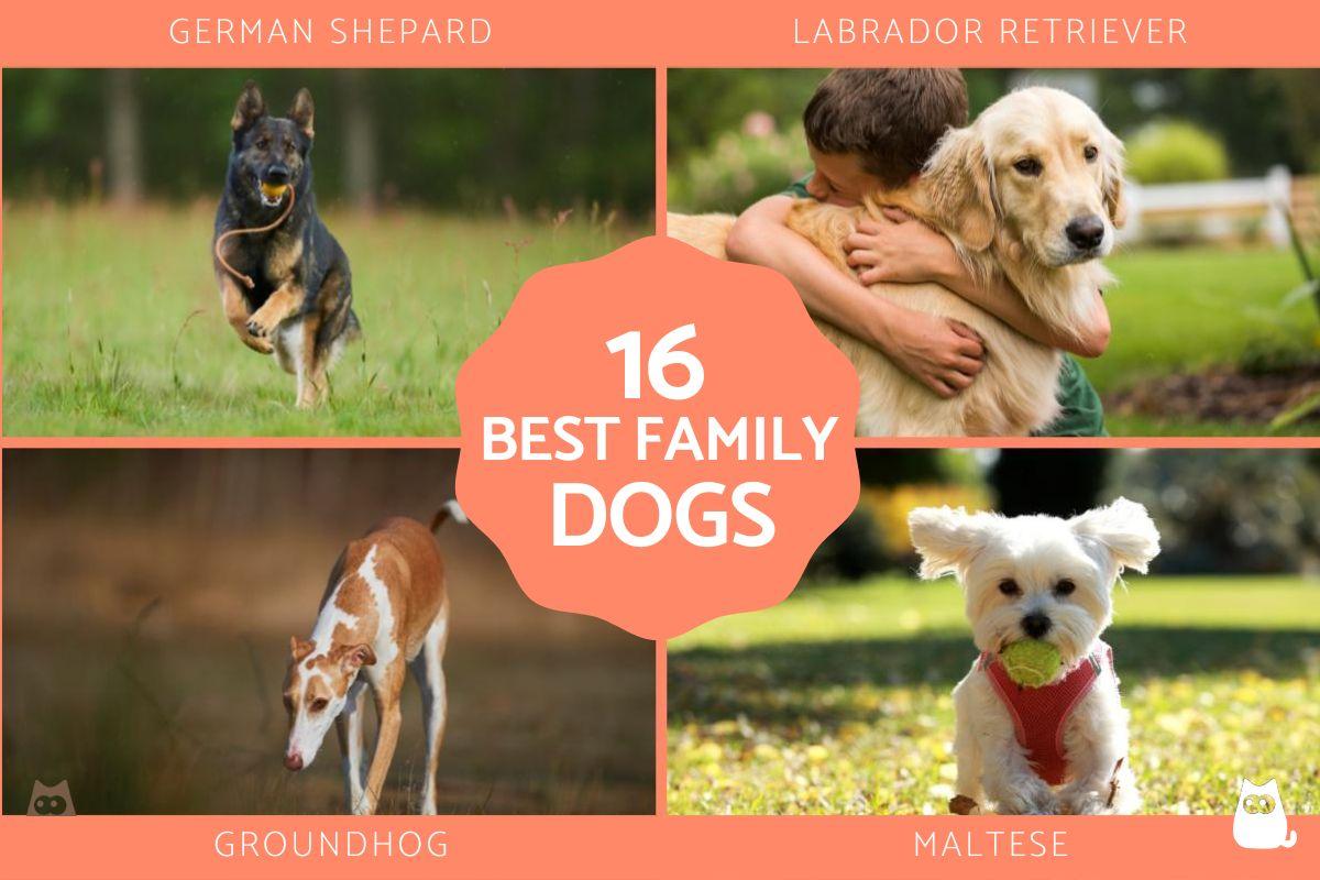 16 Companion Dogs for Families and Children - Description and Photos