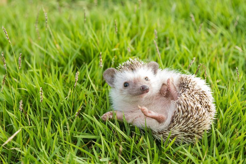 Interesting Facts About Hedgehogs - Top 7 Hedgehog Facts!
