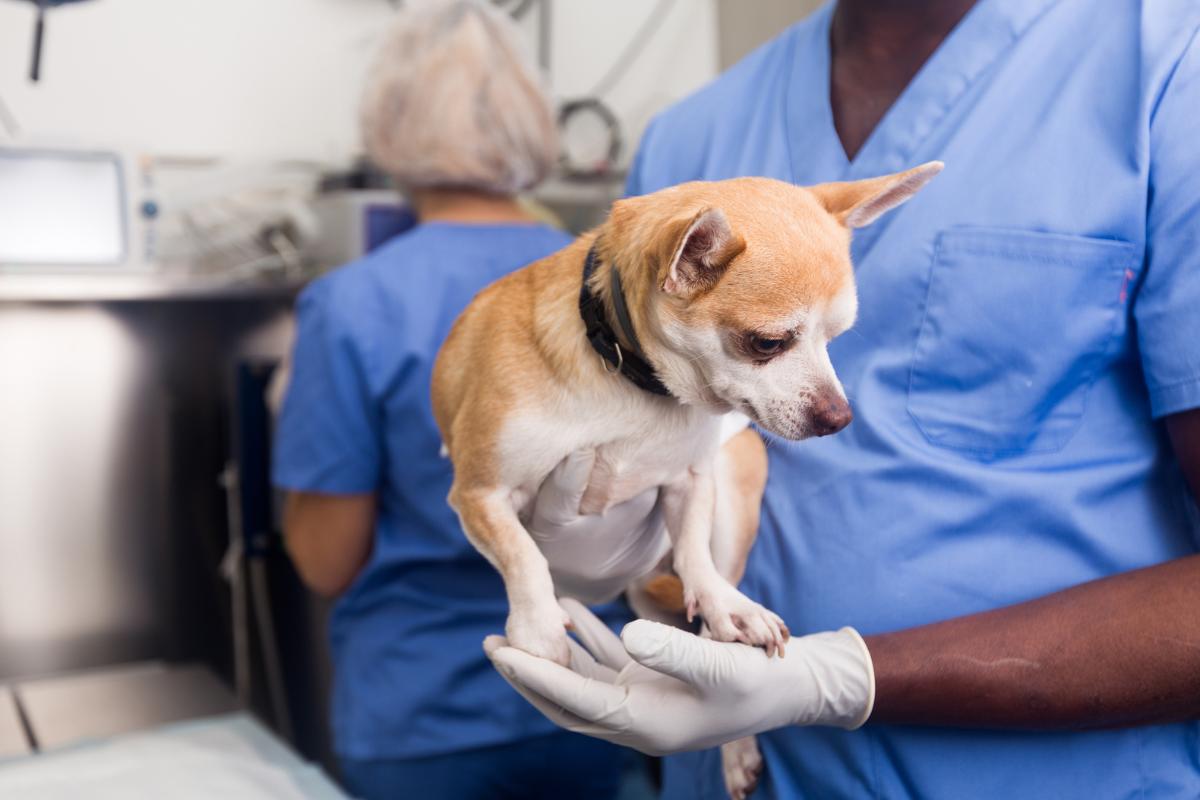 Signs of Infection After Neutering a Dog - Infected Neuter Incision ...