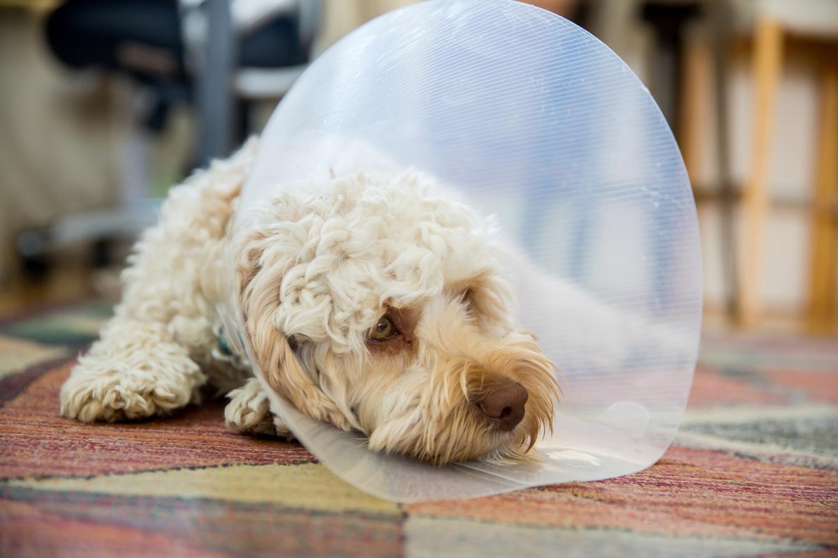 Signs of Infection After Neutering a Dog - Infected Neuter Incision ...