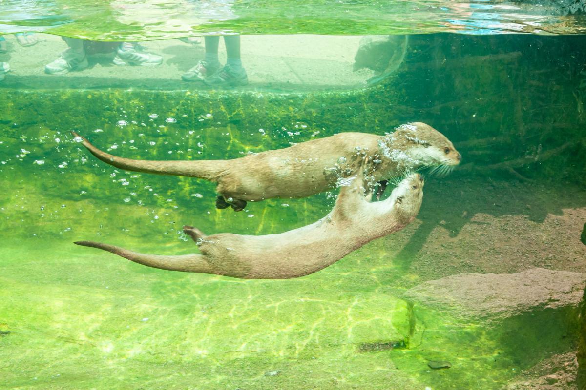 What Is the Lifespan of a Otter? - Otter Life Cycle and Facts