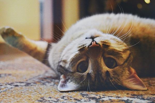 Types of Cat Spine Problems